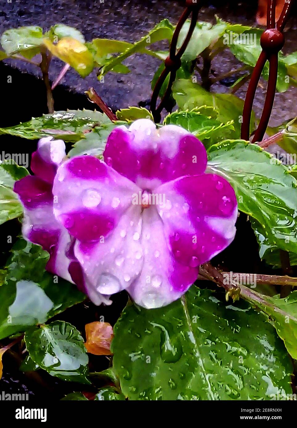 double color (white and purple) flower plant grown in a container Stock ...