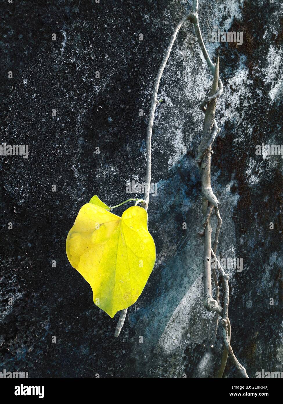 School book covers hi-res stock photography and images - Alamy