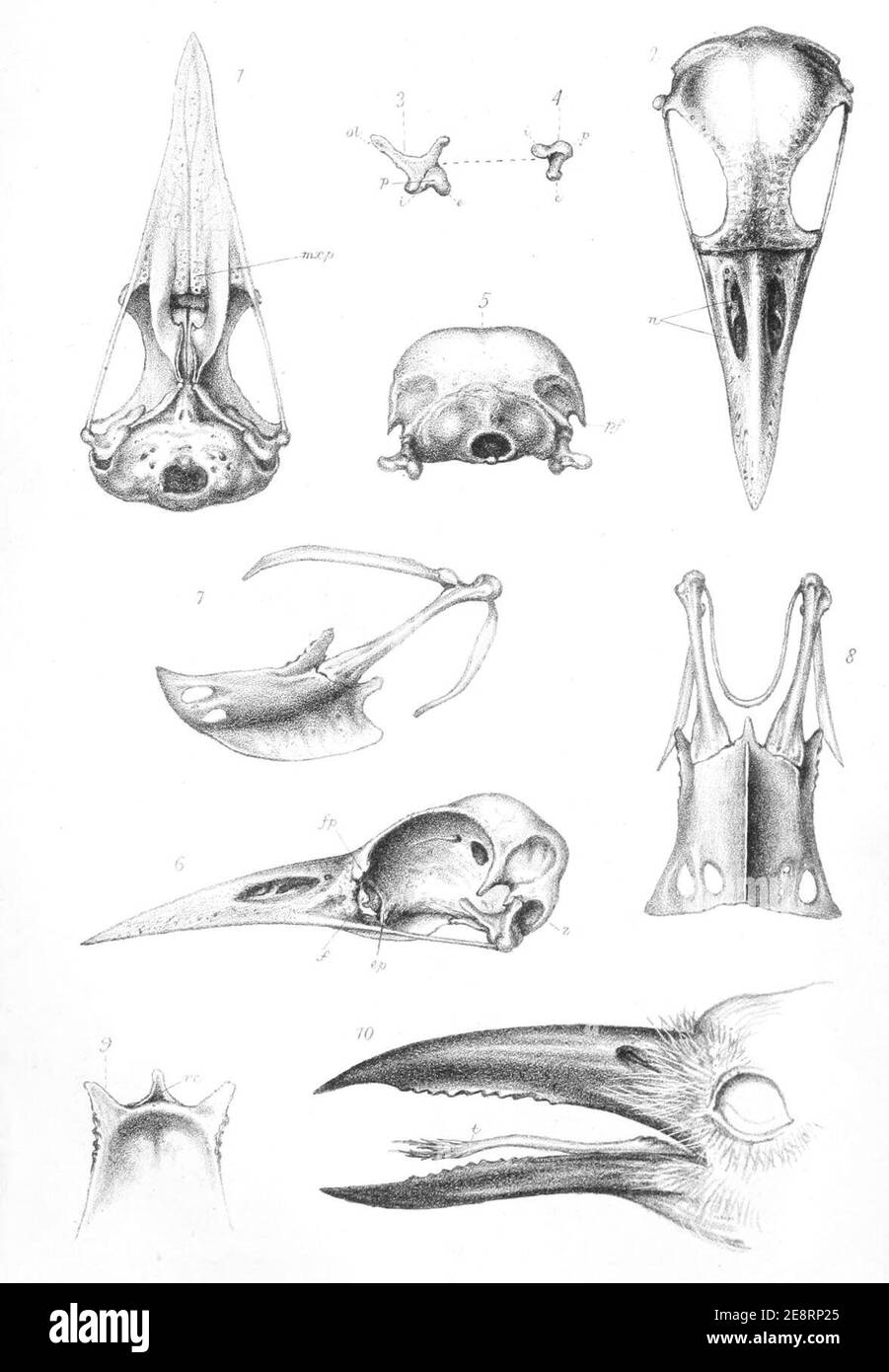 Momotus lessonii hi-res stock photography and images - Alamy