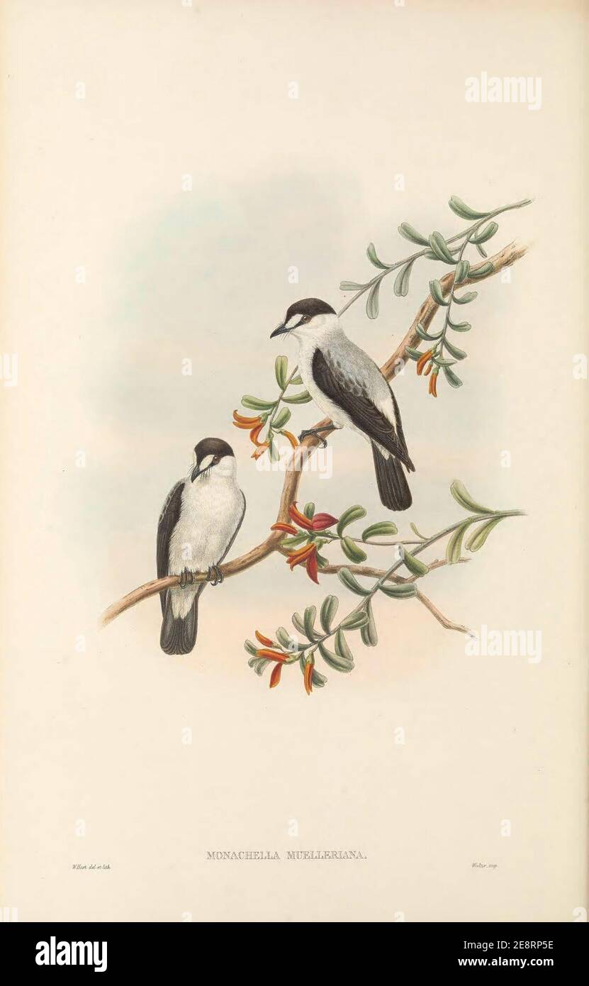 Monachella muelleriana - The Birds of New Guinea Stock Photo - Alamy
