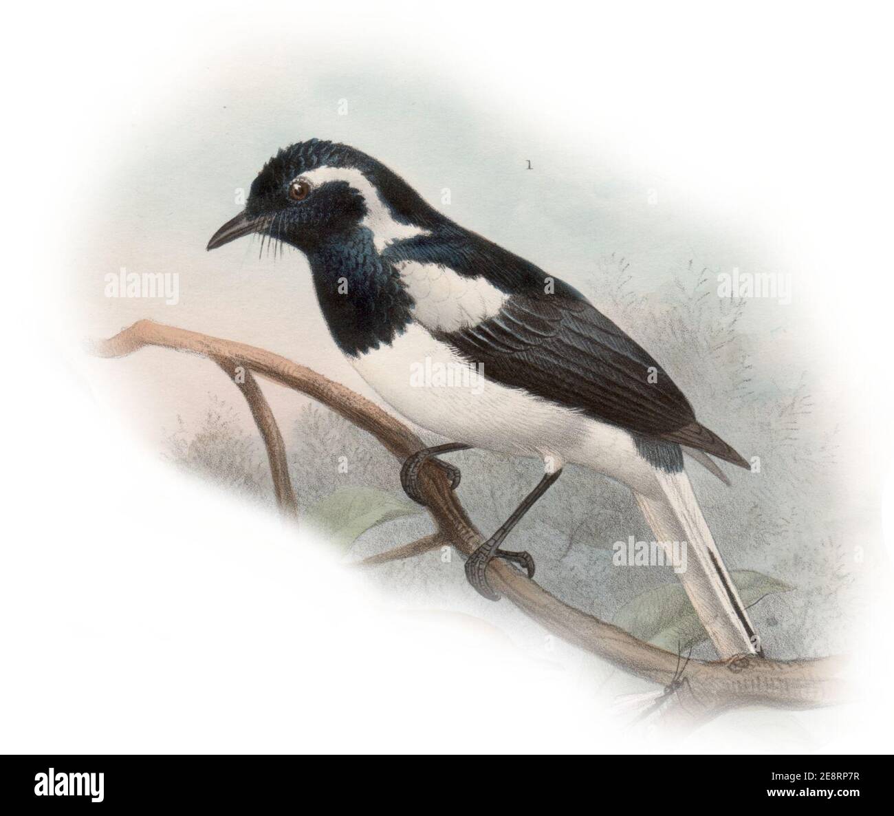 Infelix hi-res stock photography and images - Alamy