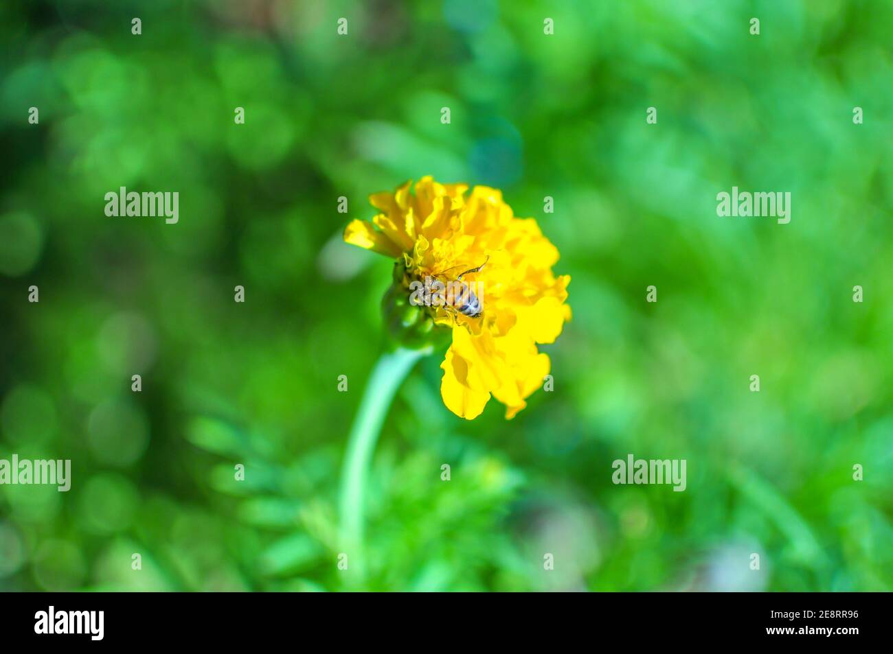 A bee collects nectar from a marigold bud Stock Photo - Alamy