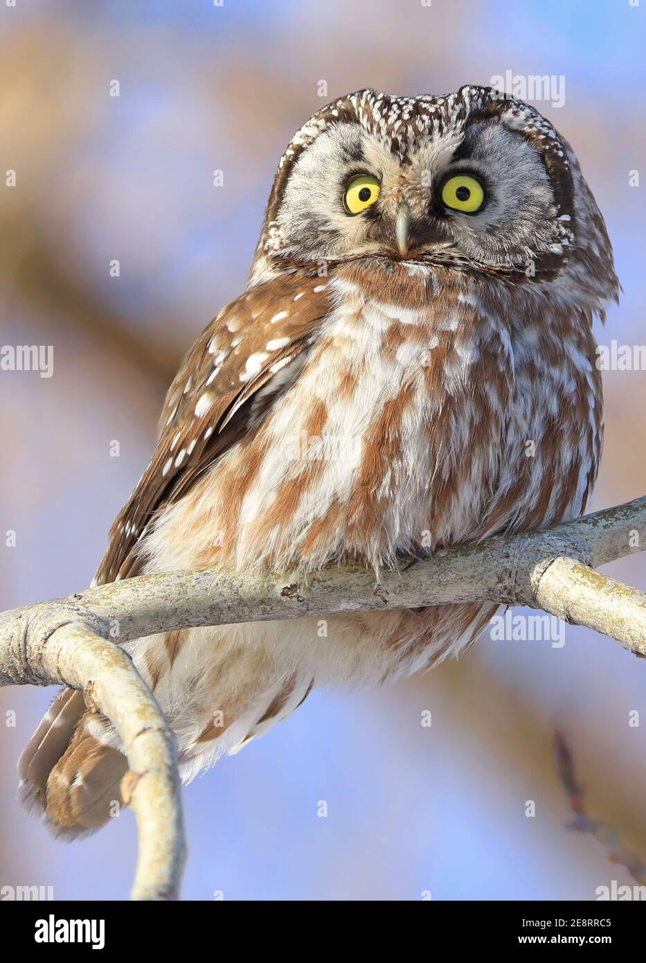 Saw Whet Owl High Resolution Stock Photography and Images - Alamy