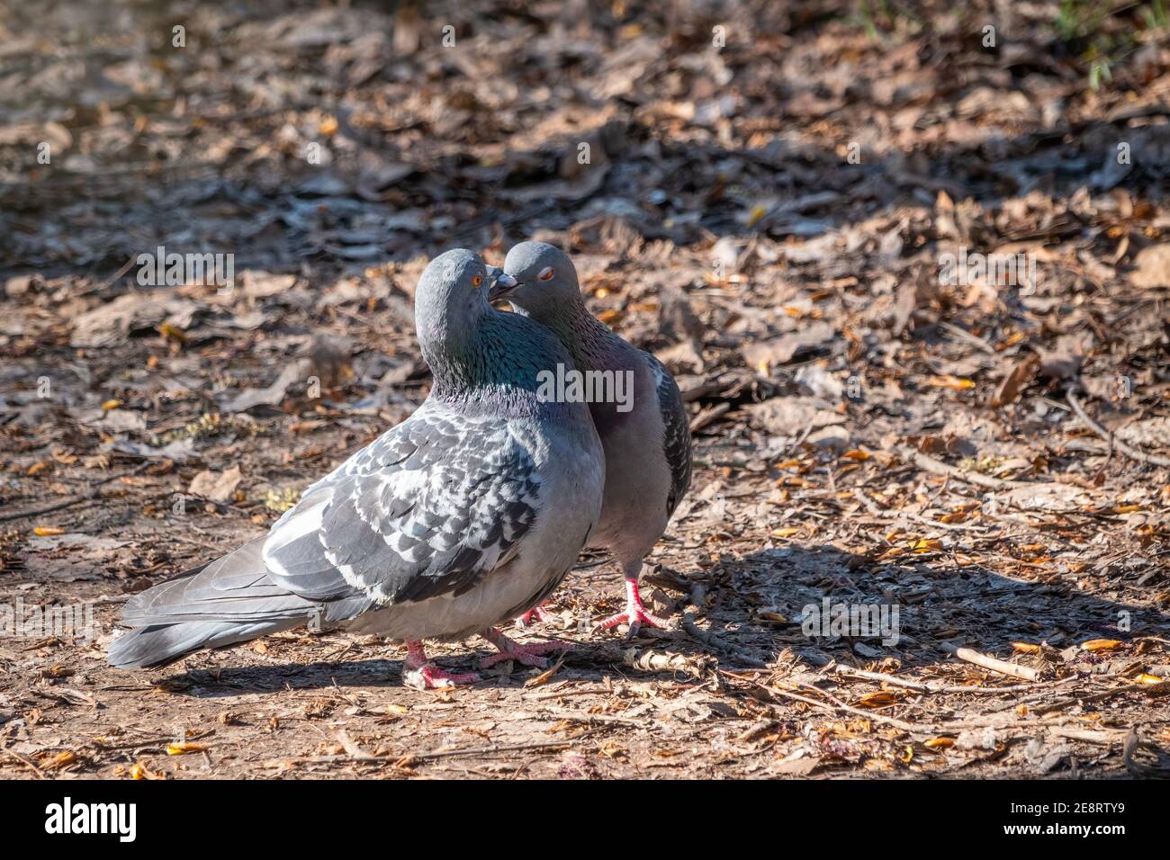 Mating games of a pair of pigeons. Pigeons in Love Game Stock Photo - Alamy