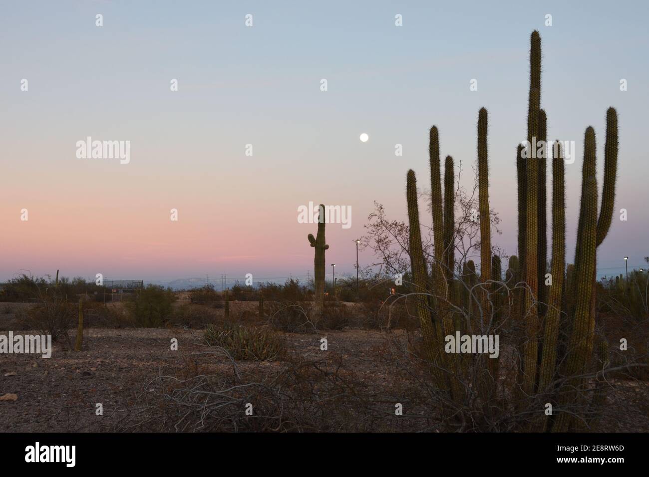 Organ pipe cactus in desert with moon in the sky in Phoenix, Arizona ...