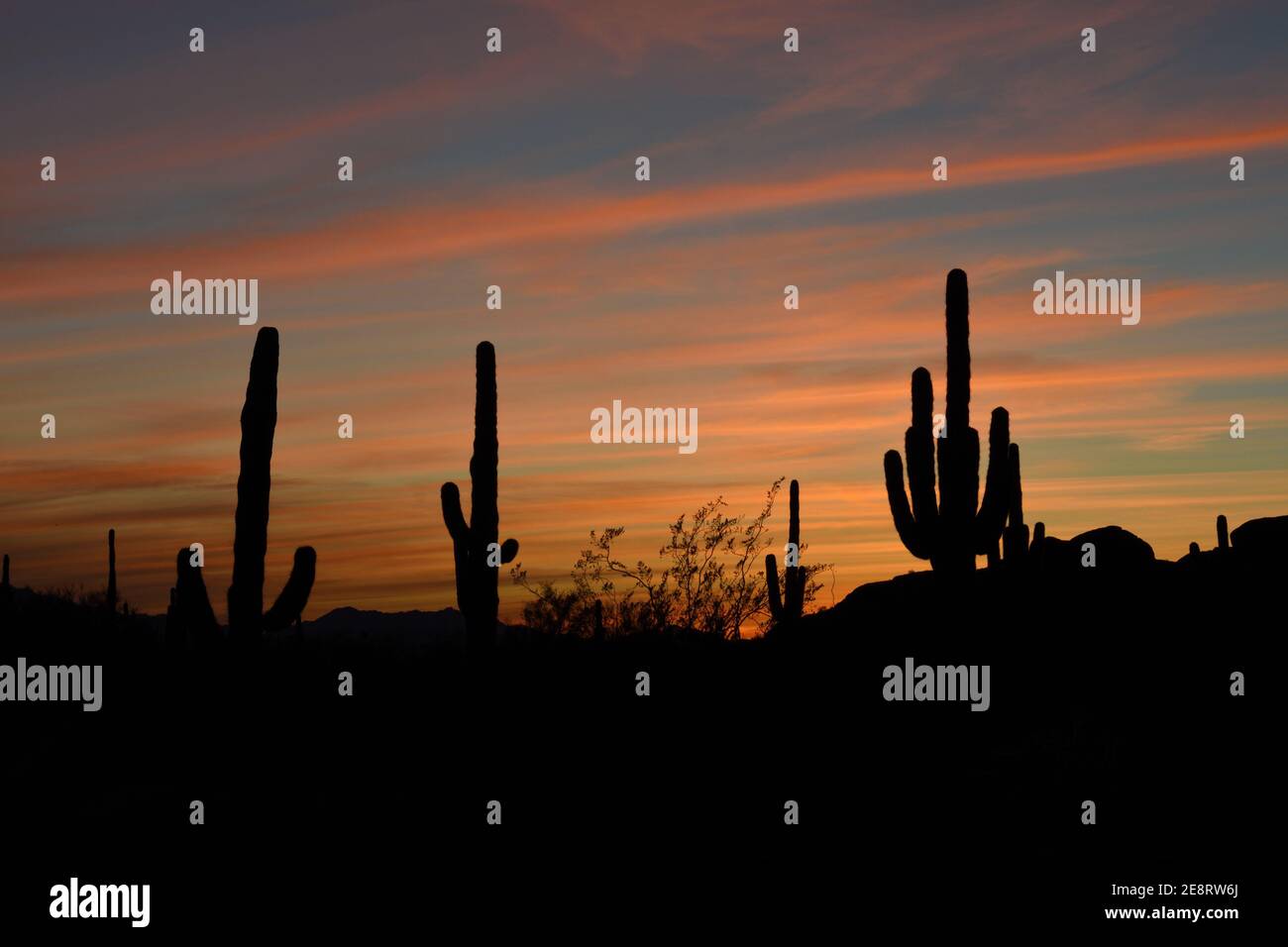 Tree like cactus hi-res stock photography and images - Alamy