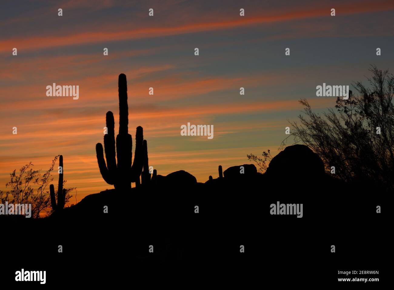 Tree like cactus hi-res stock photography and images - Alamy