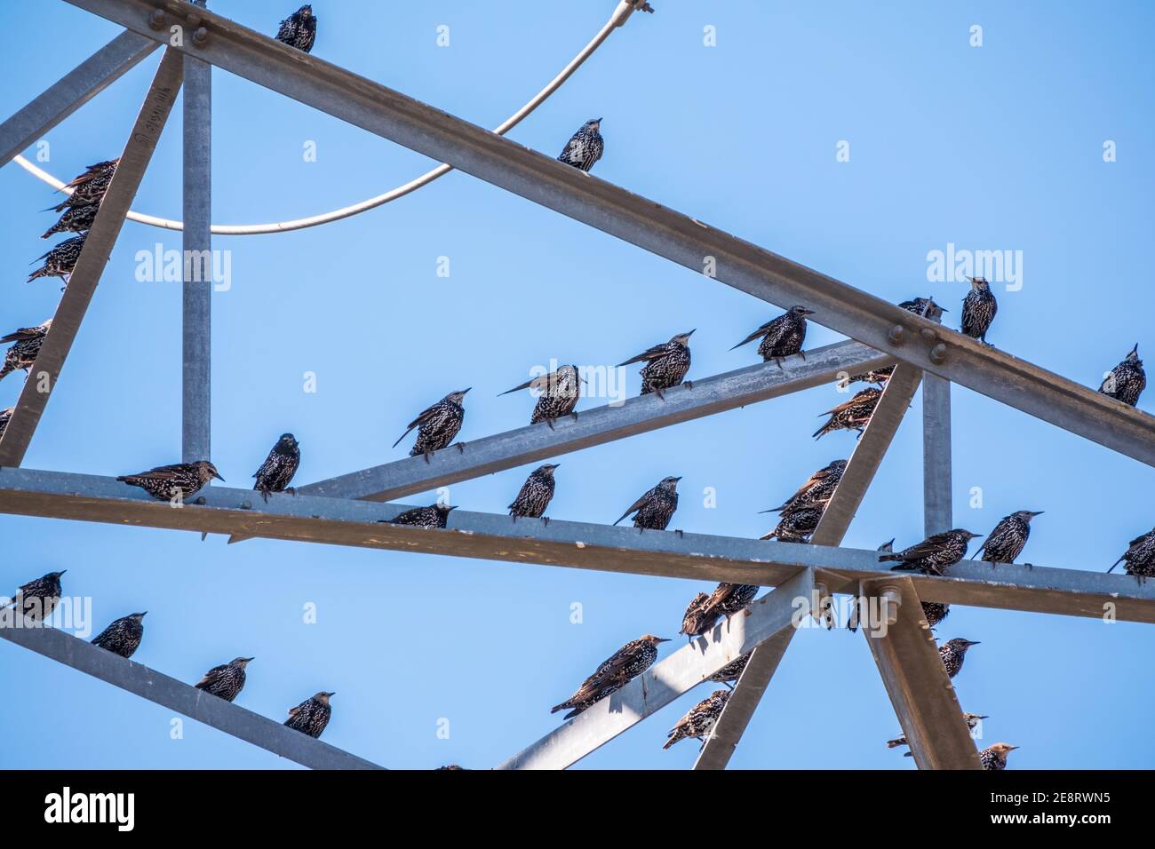A flock of starlings sits on an electrical pylon. Birds Sitting on ...
