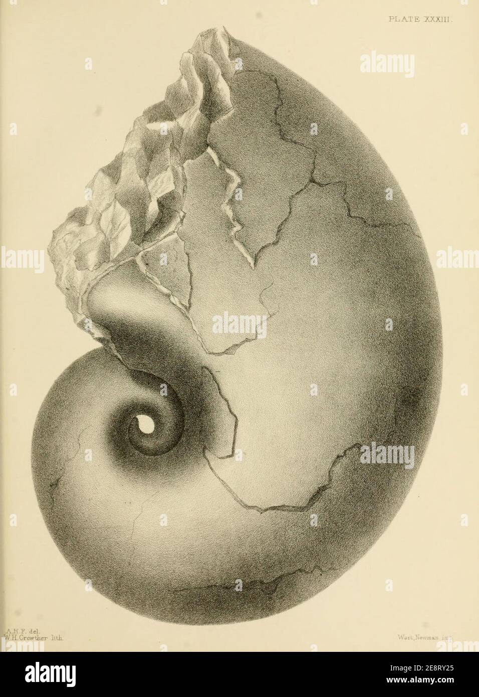 Monograph of the Carboniferous Cephalopoda of Ireland Stock Photo - Alamy