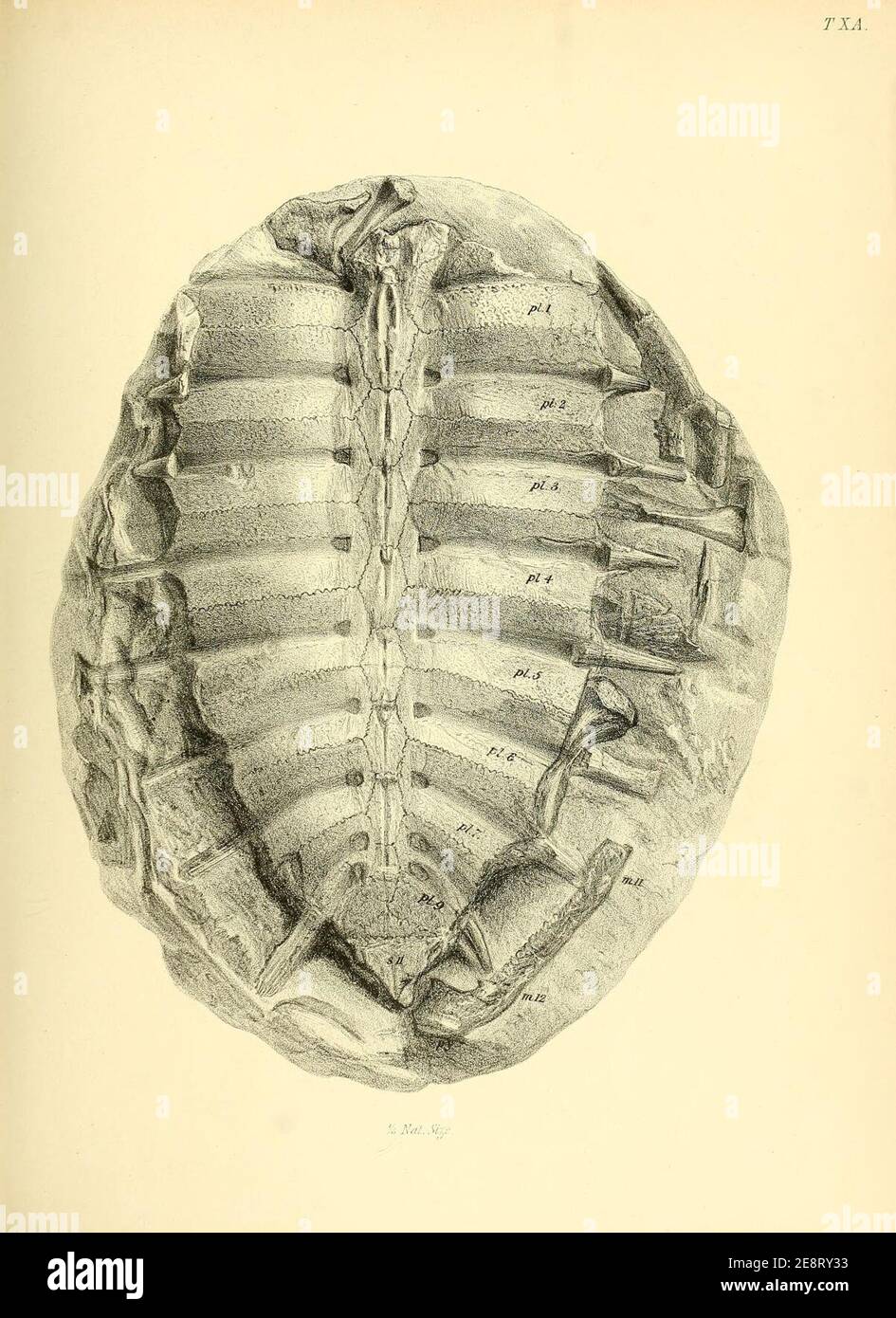 Monograph of the fossil Reptilia of the London clay Stock Photo - Alamy