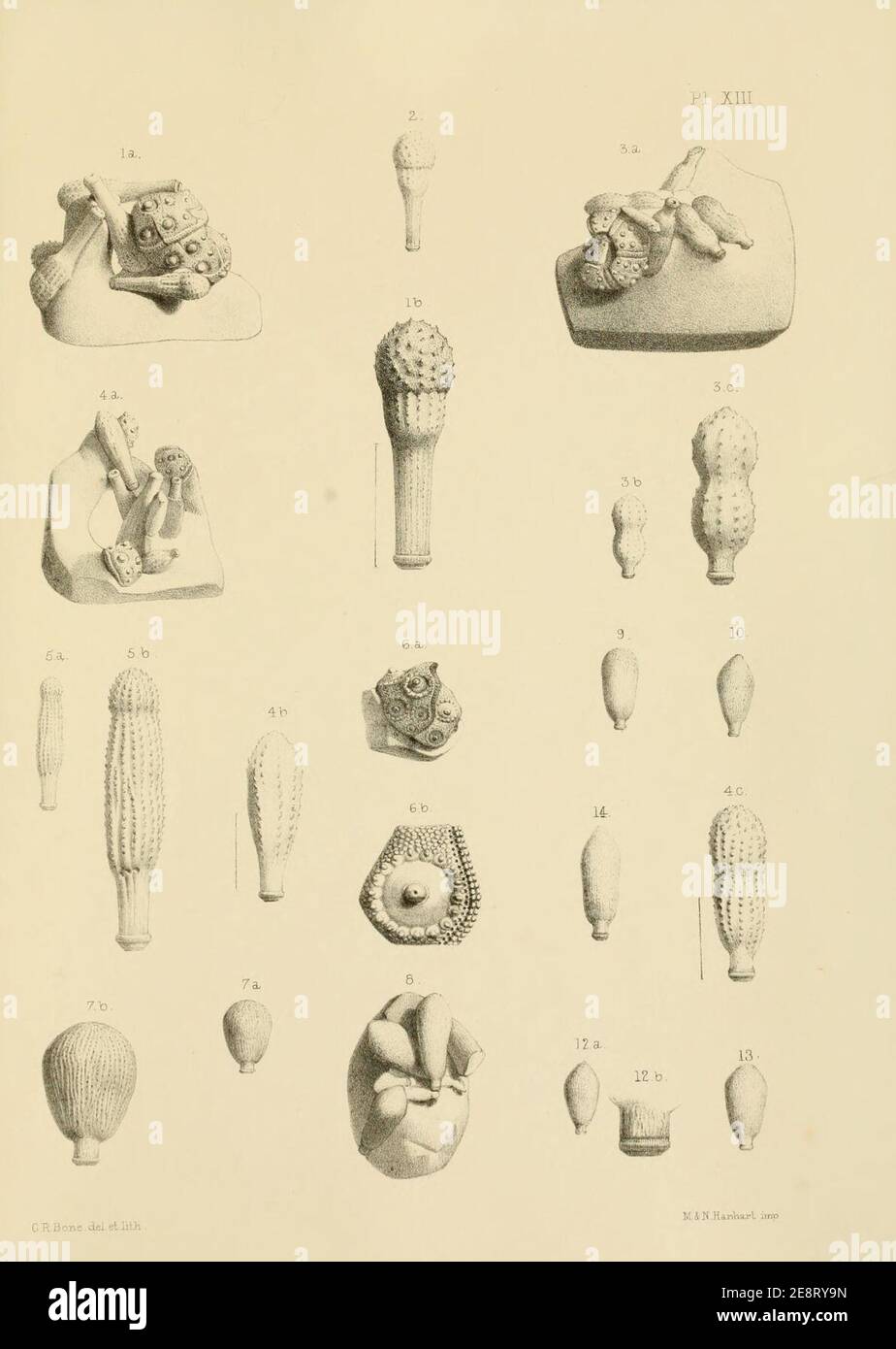 Monograph on the British fossil Echinodermata from the cretaceous ...