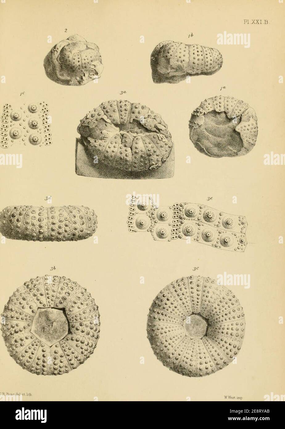 Monograph on the British fossil Echinodermata from the cretaceous ...