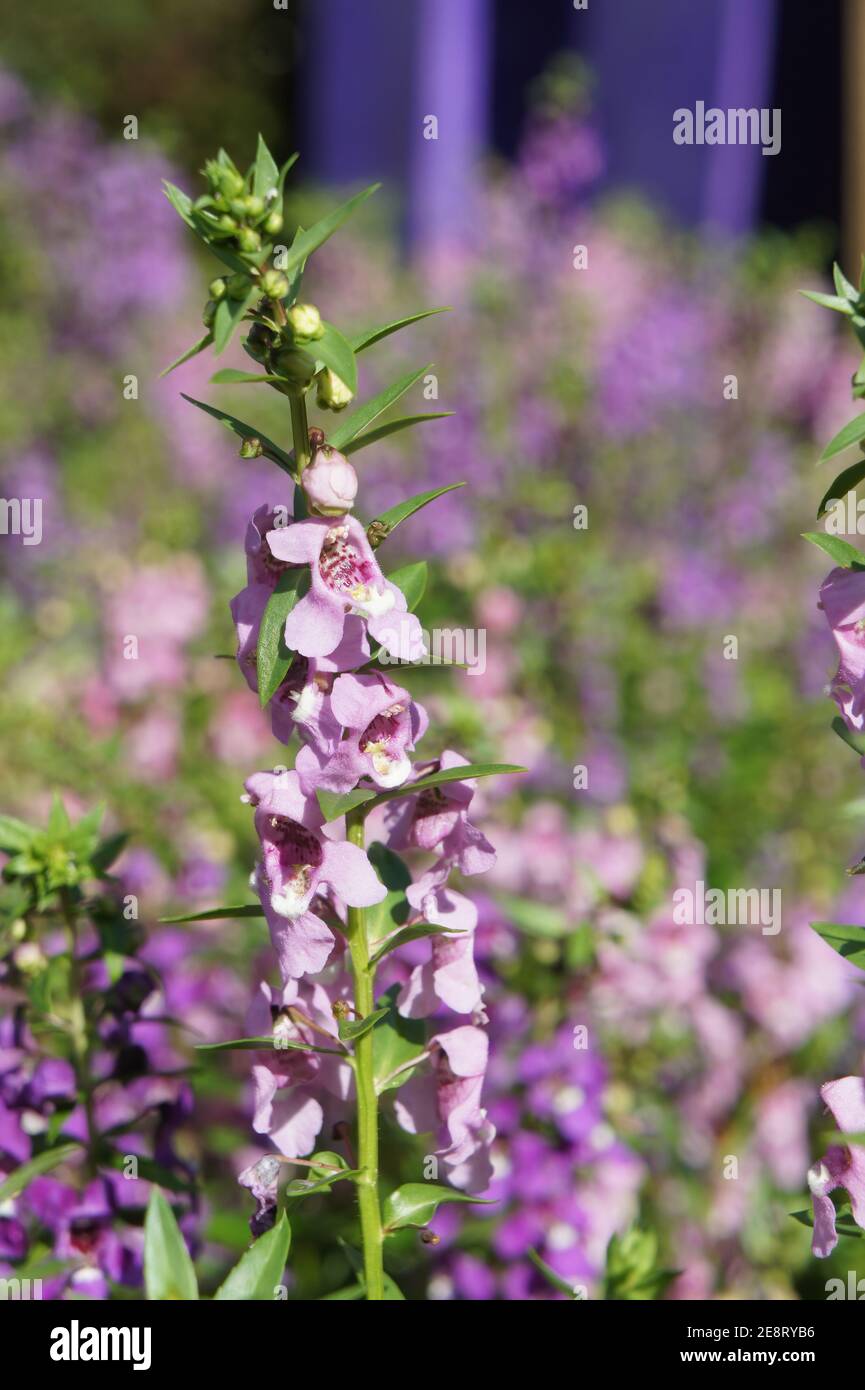 Angelon hi-res stock photography and images - Alamy