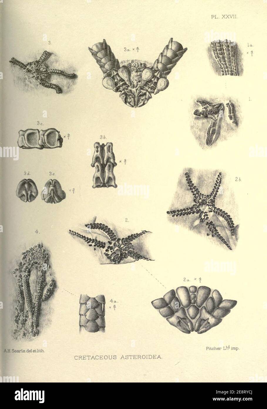 Monograph on the British fossil Echinodermata from the Cretaceous ...