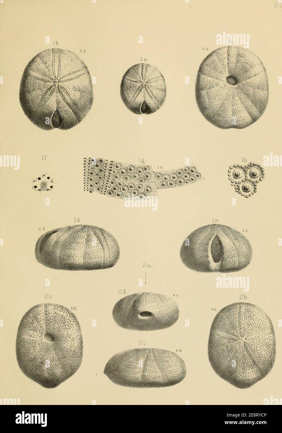 Monograph on the British fossil Echinodermata from the cretaceous ...
