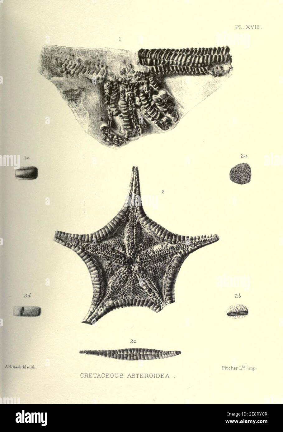 Monograph on the British fossil Echinodermata from the Cretaceous ...