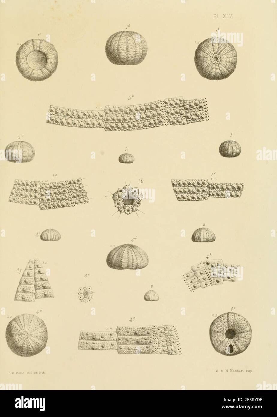 Monograph on the British fossil Echinodermata from the cretaceous ...