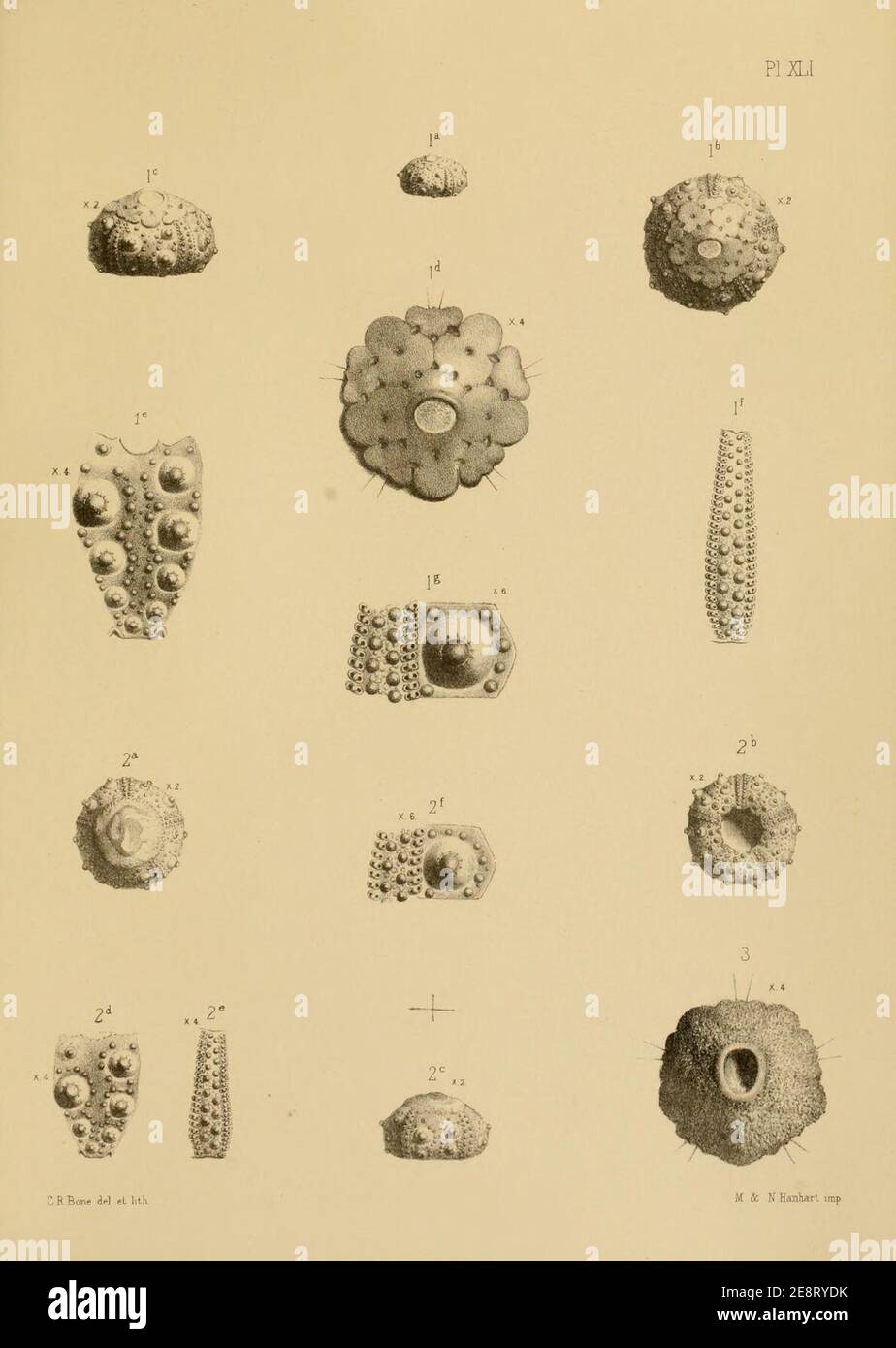 Monograph on the British fossil Echinodermata from the cretaceous ...