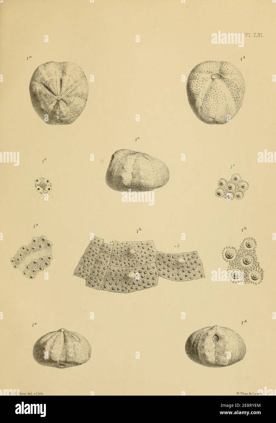 Monograph on the British fossil Echinodermata from the cretaceous ...