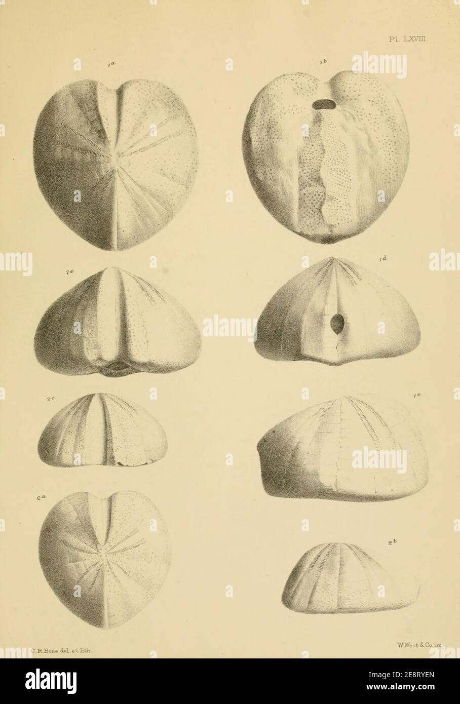 Monograph on the British fossil Echinodermata from the cretaceous ...