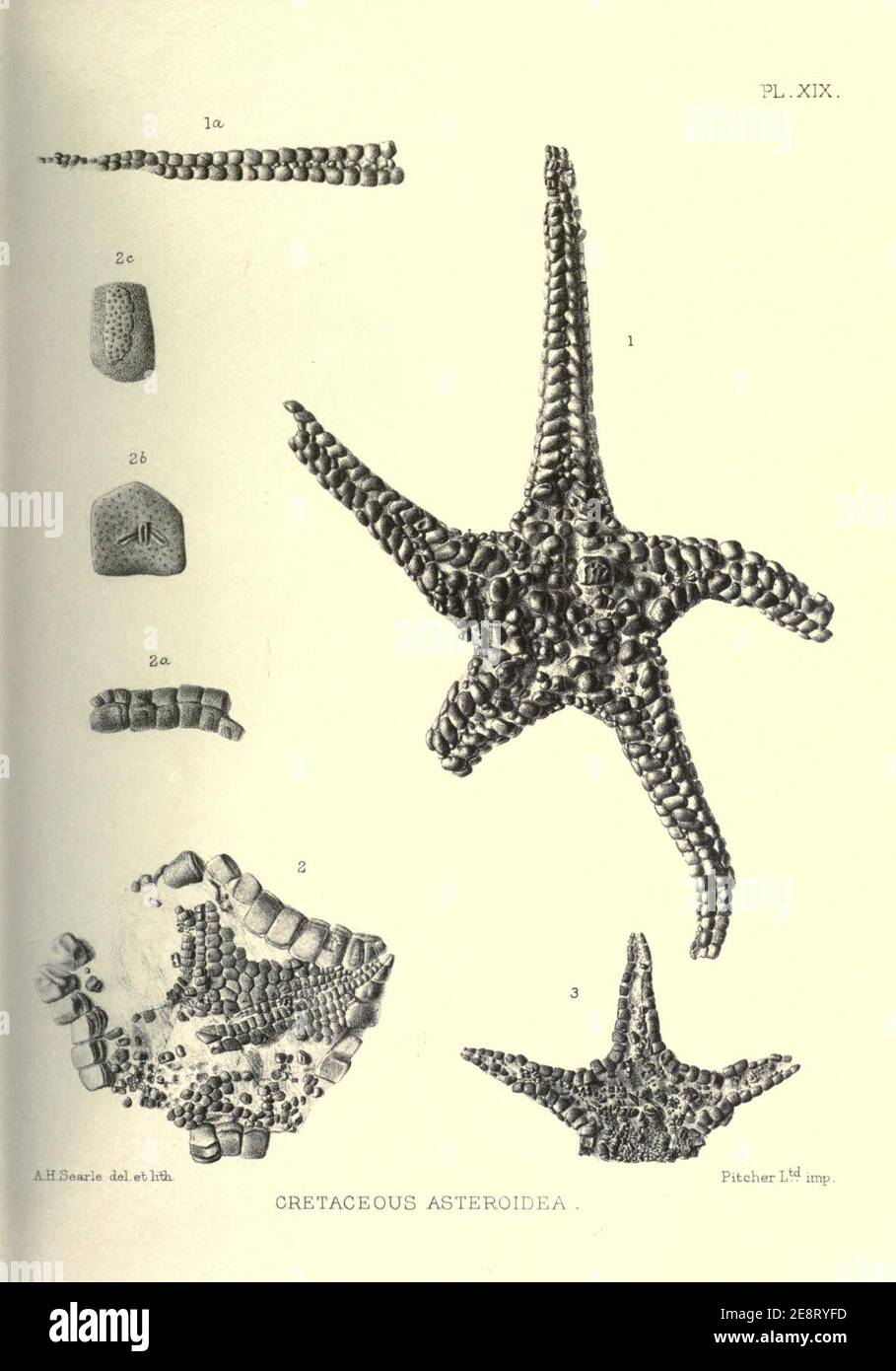 Monograph on the British fossil Echinodermata from the Cretaceous ...