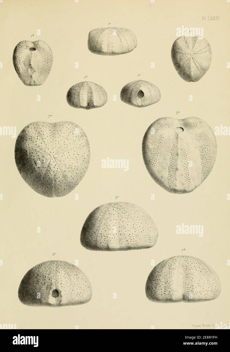 Monograph on the British fossil Echinodermata from the cretaceous ...