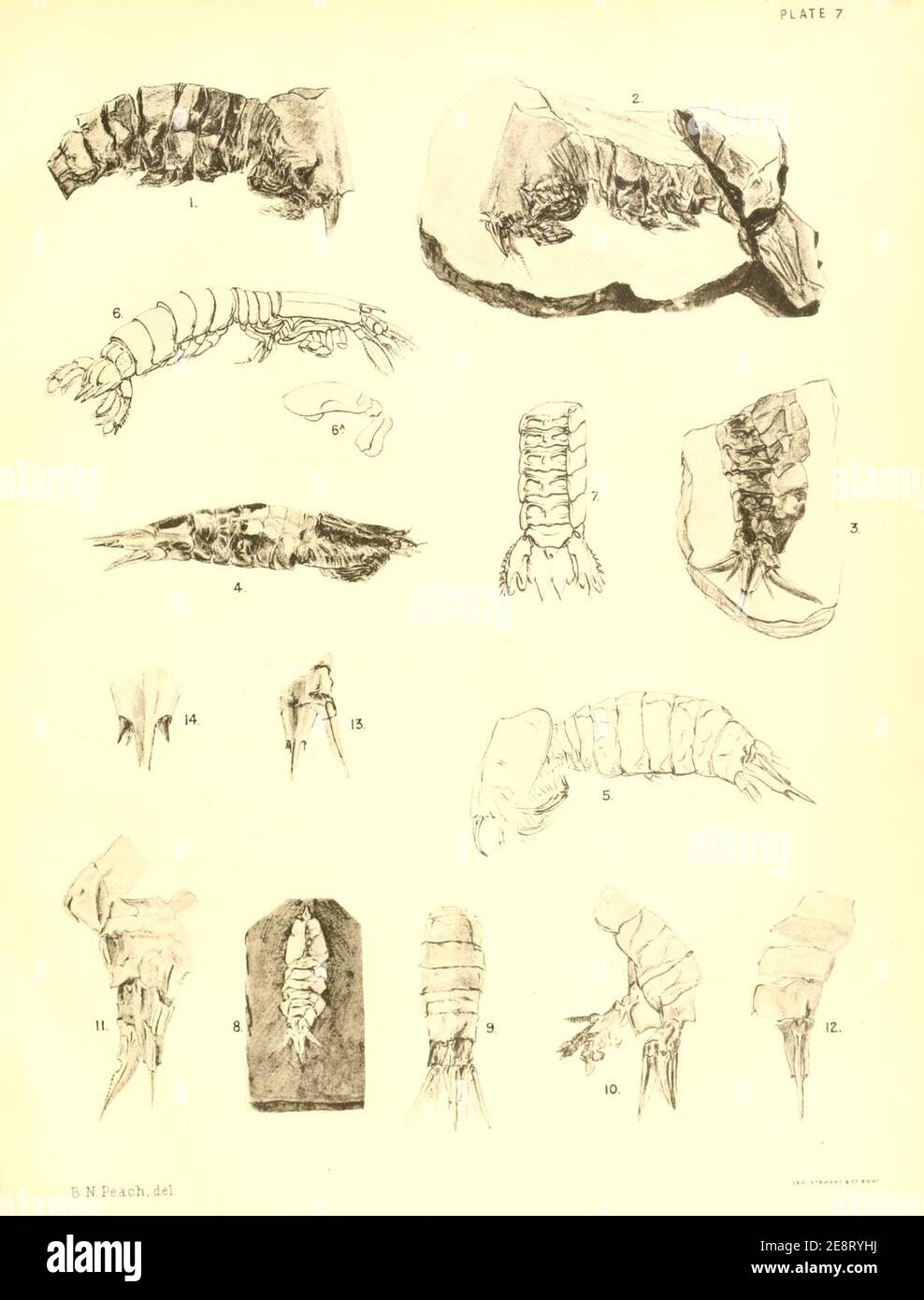 Carboniferous rocks hi-res stock photography and images - Alamy