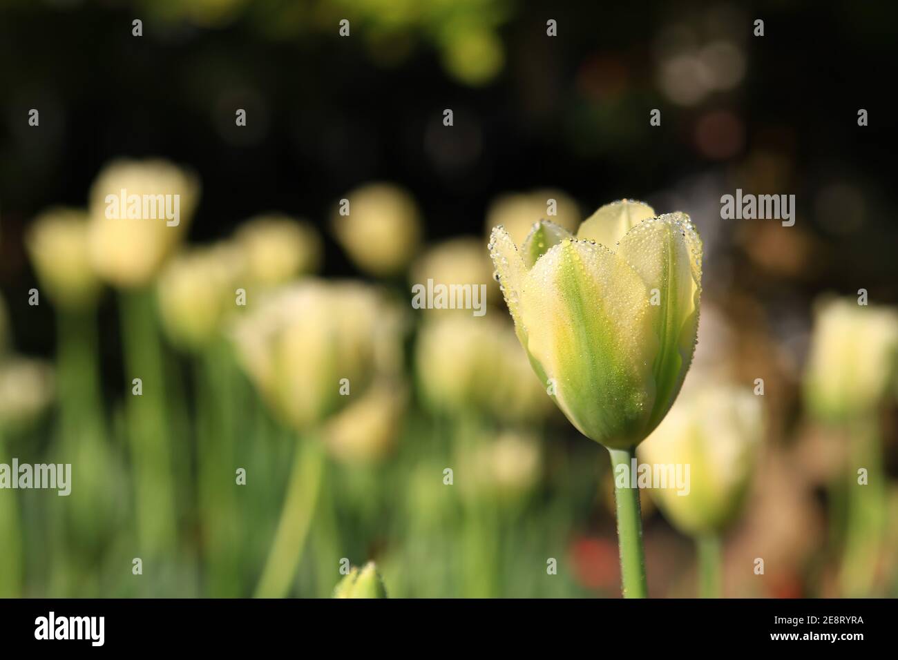 Close up shot of many tulip blossom at Taoyuan, Taiwan Stock Photo - Alamy