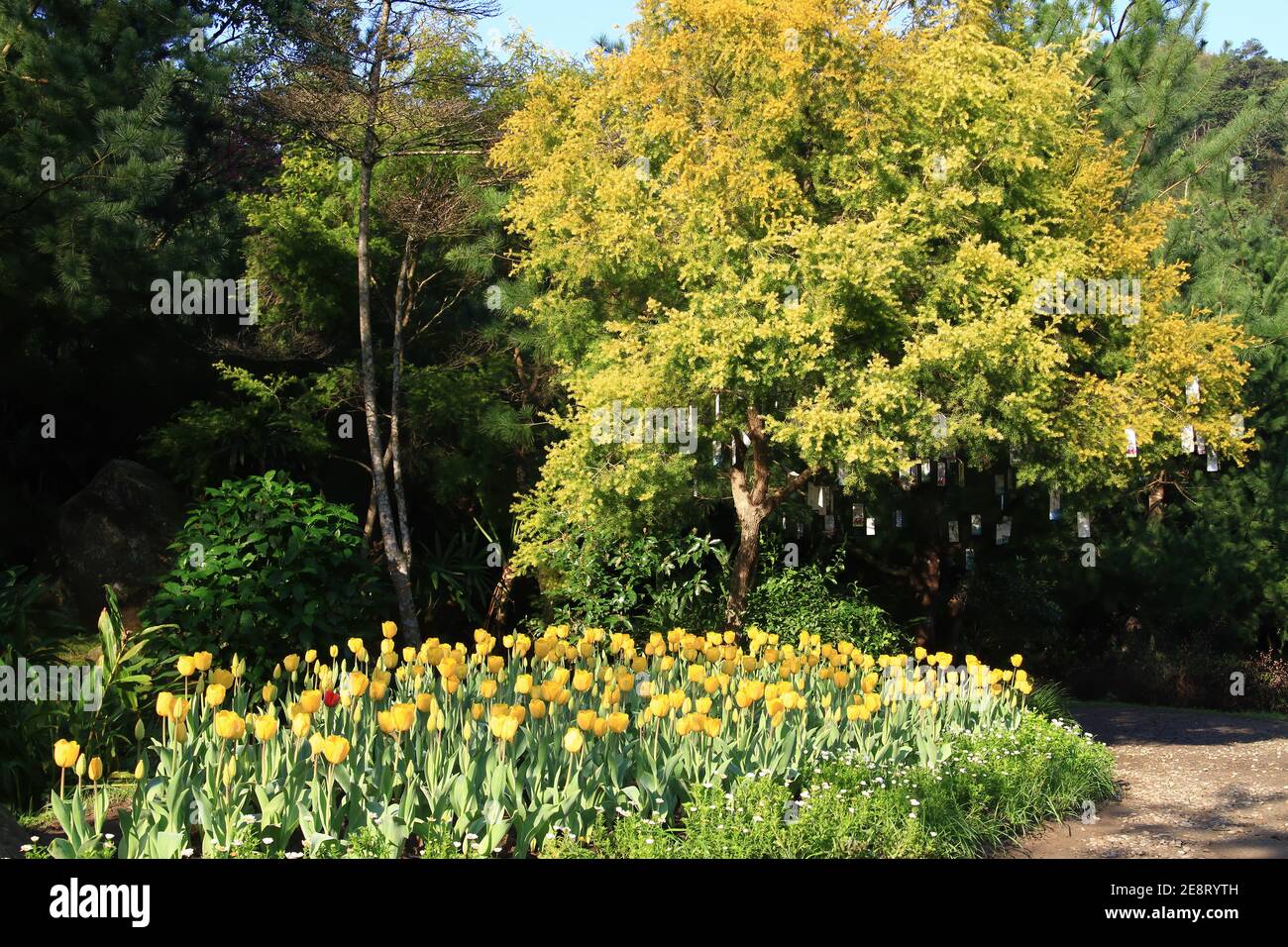 Close up shot of many tulip blossom at Taoyuan, Taiwan Stock Photo - Alamy