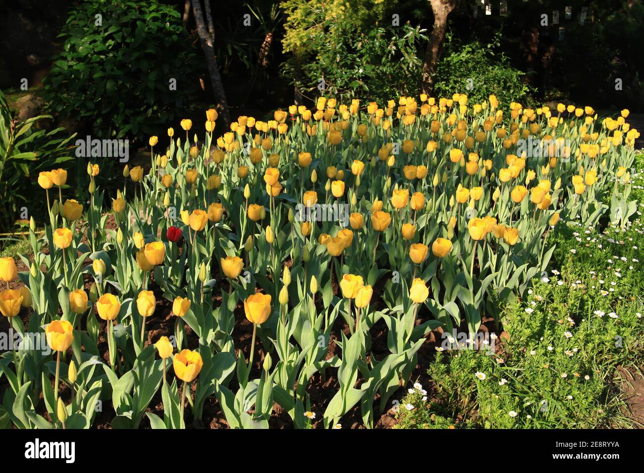 Many tulip hi-res stock photography and images - Alamy