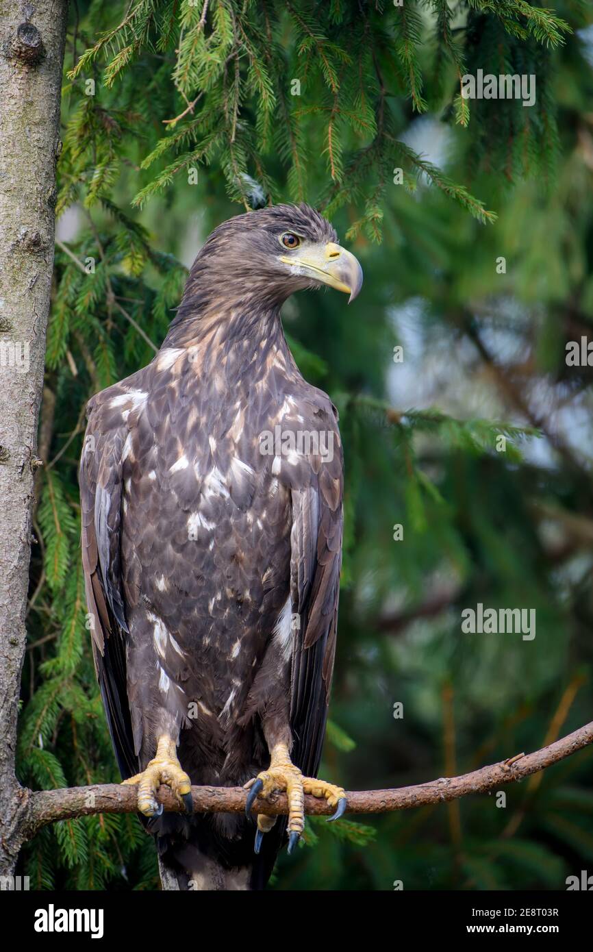 White-tailed eagle sitting on pine tree branch. Danger animal in nature ...