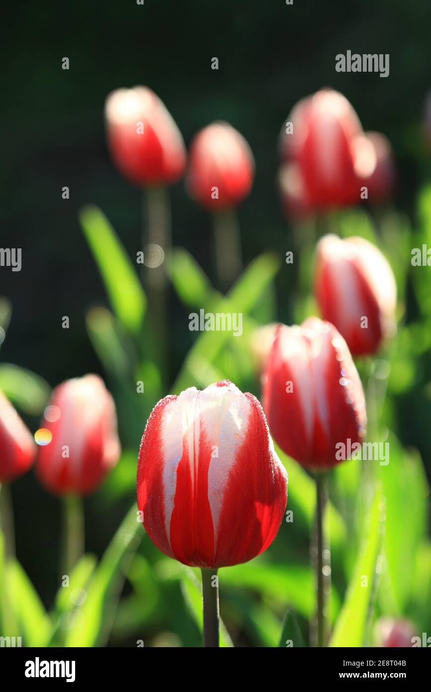 Close up shot of many tulip blossom at Taoyuan, Taiwan Stock Photo - Alamy