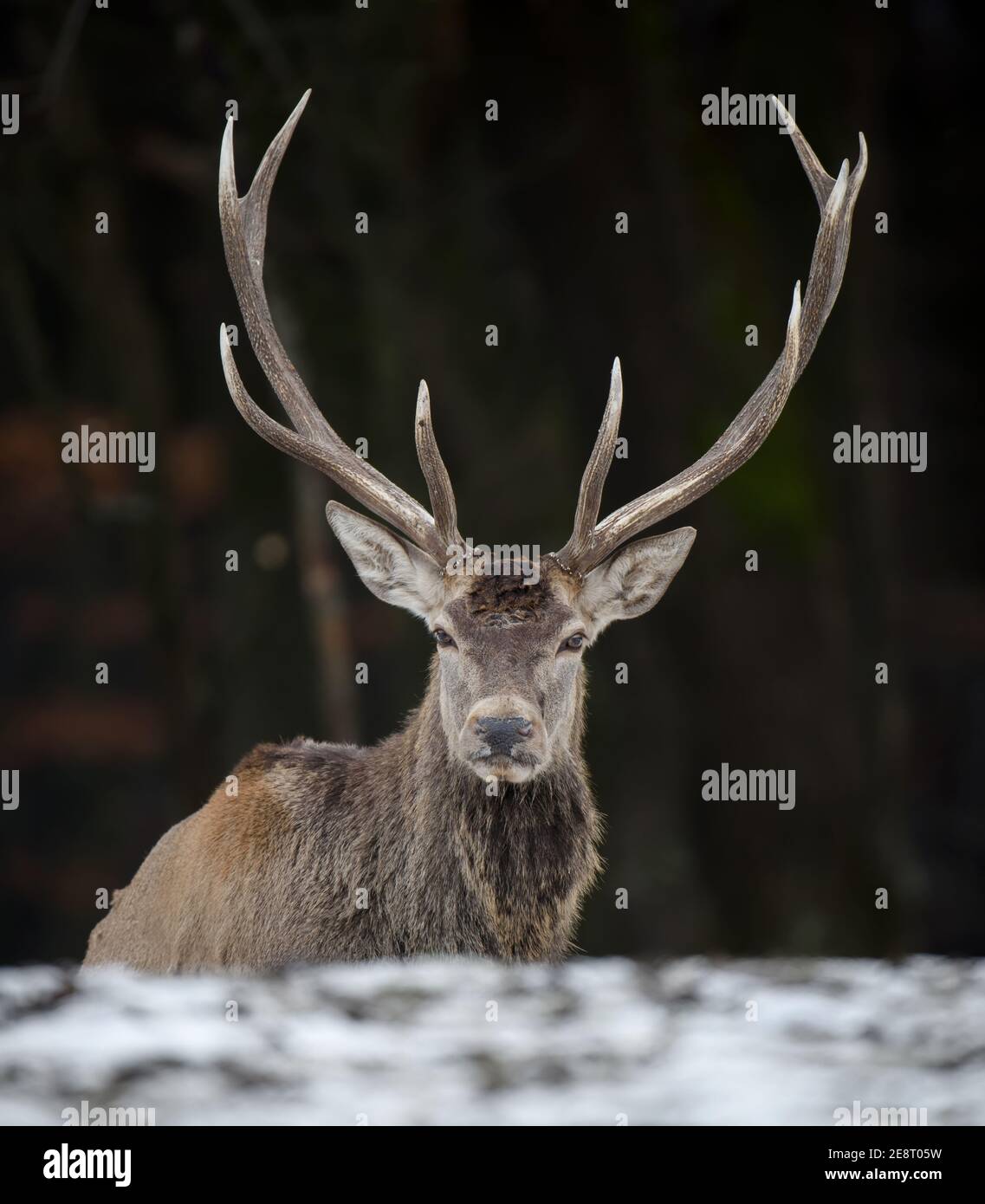 Majestic red deer stag in forest. Animal in nature habitat. Big mammal ...