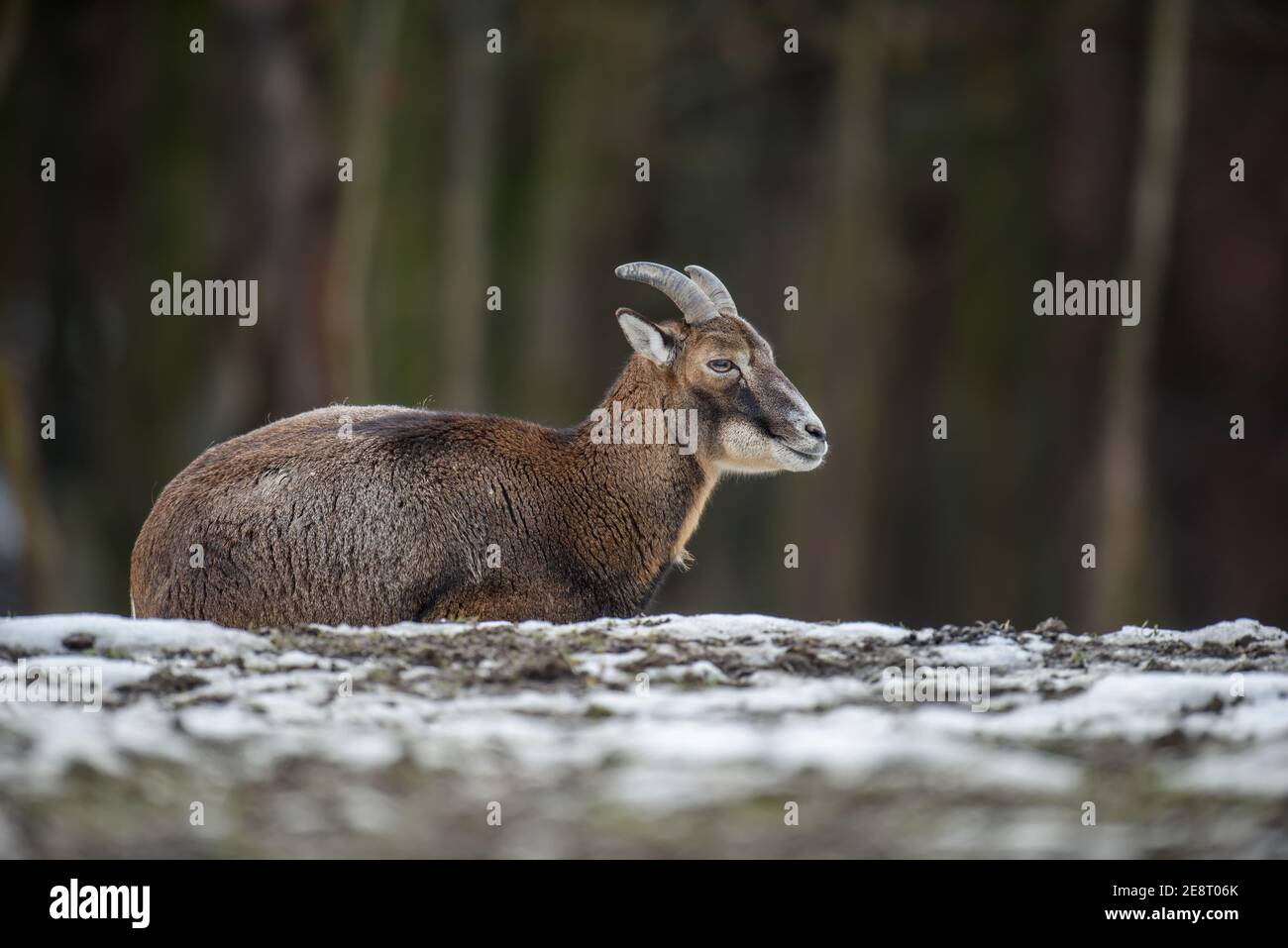 Big mouflon animal. Mouflon, Ovis orientalis, forest horned animal in ...