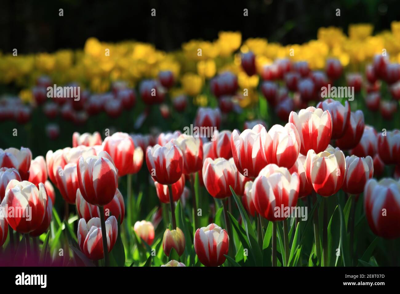 Close up shot of many tulip blossom at Taoyuan, Taiwan Stock Photo - Alamy