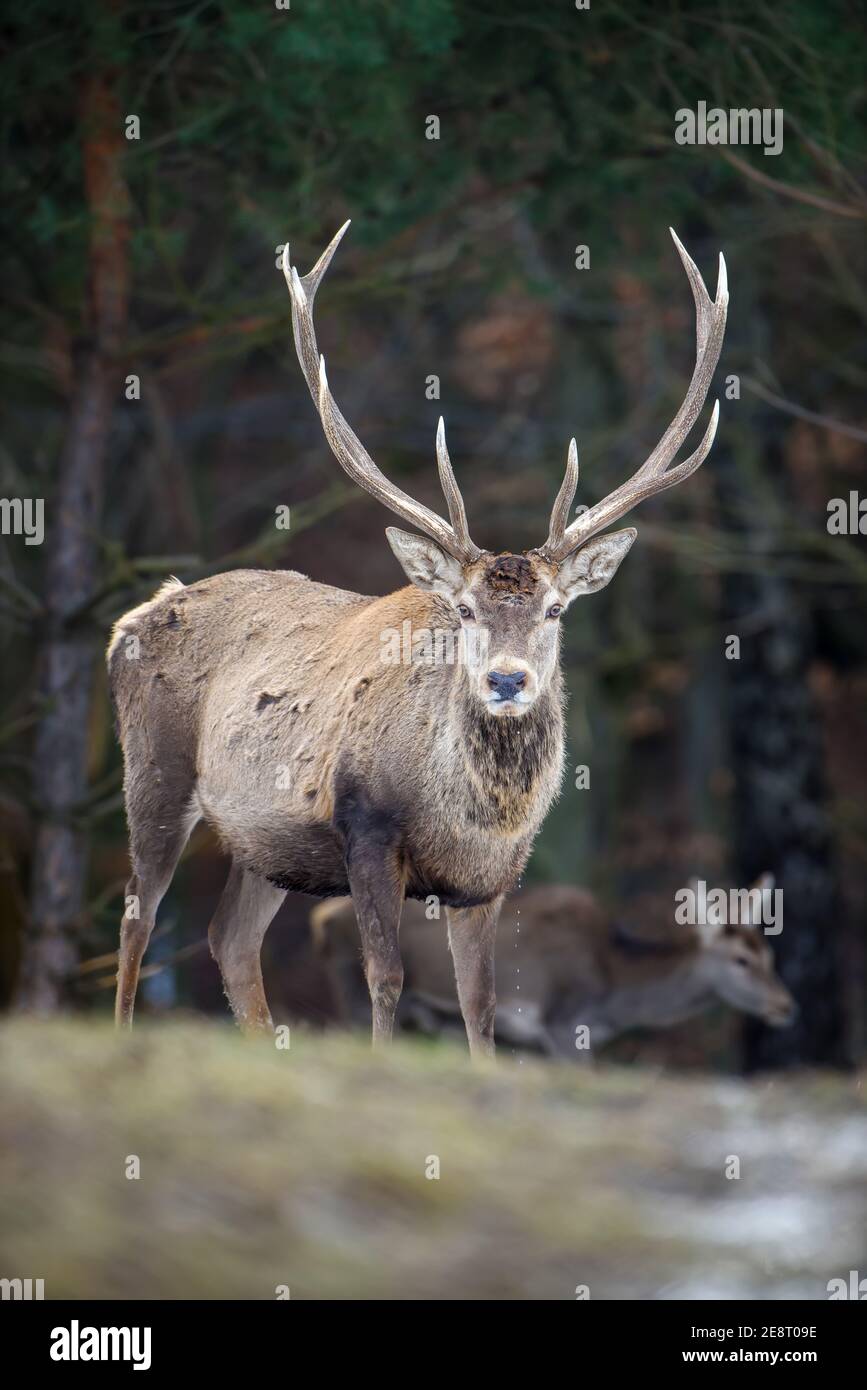 Majestic red deer stag in forest. Animal in nature habitat. Big mammal ...