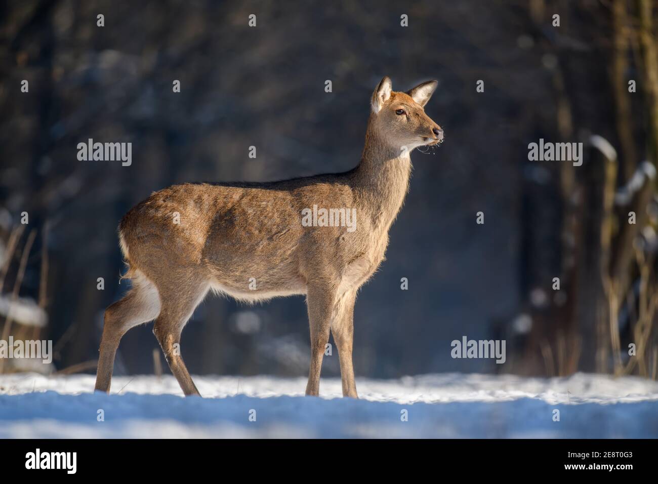 Close young majestic red deer in winter forest. Cute wild mammal in ...