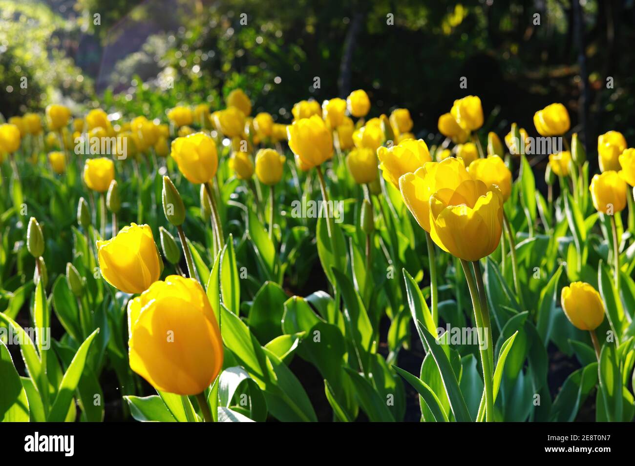 Close up shot of many tulip blossom at Taoyuan, Taiwan Stock Photo - Alamy