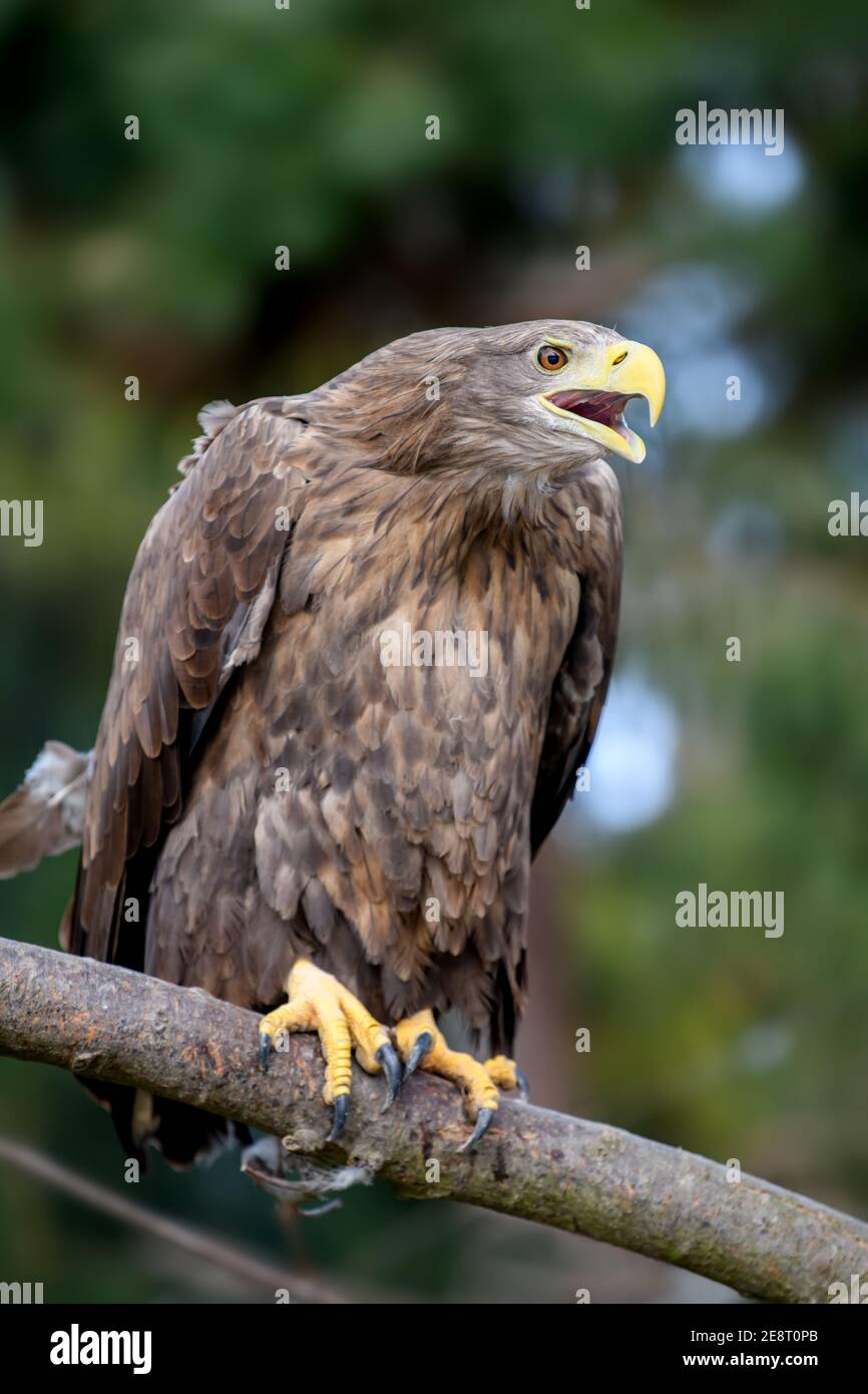 White-tailed eagle sitting on pine tree branch. Danger animal in nature ...