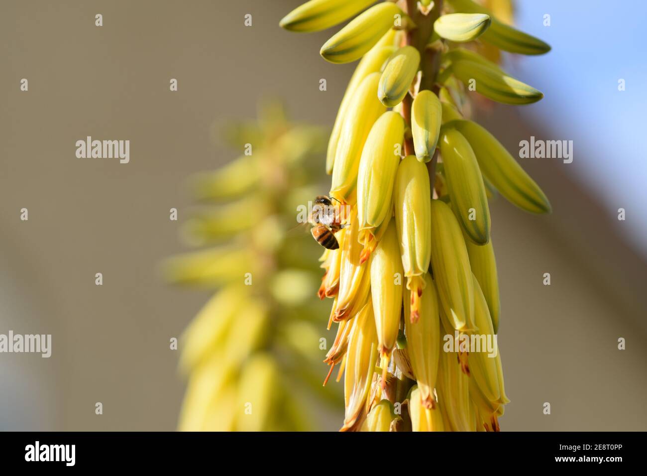 Worker bee pollinating yellow flowers Stock Photo - Alamy