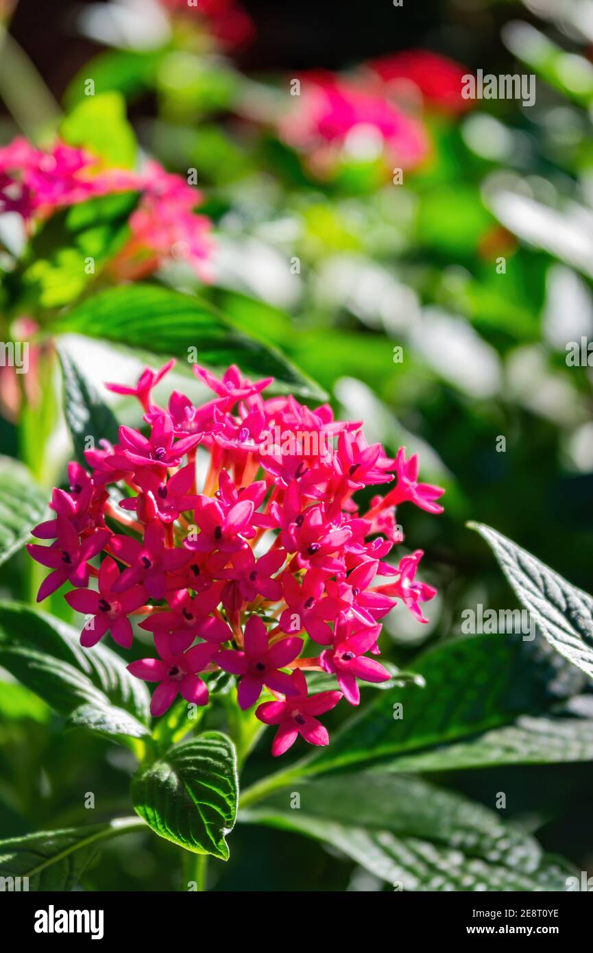 Pentas plant hi-res stock photography and images - Alamy