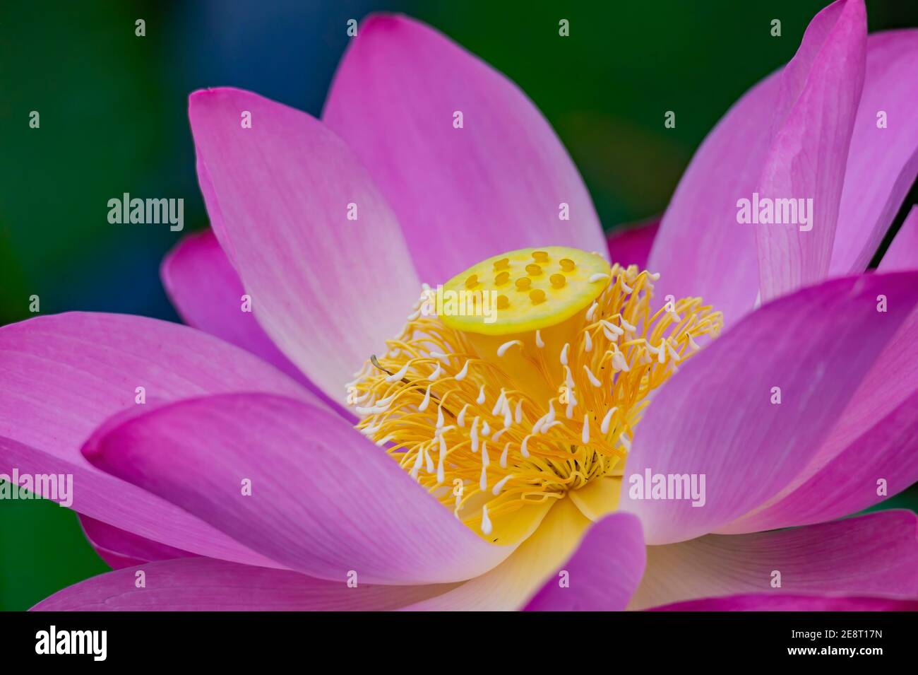 Close up shot of lotus blossom at Taipei, Taiwan Stock Photo - Alamy