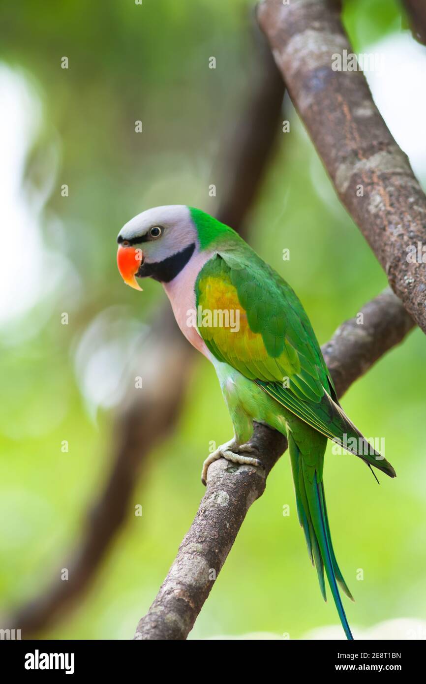 Beautiful parrot bird on nature Stock Photo - Alamy