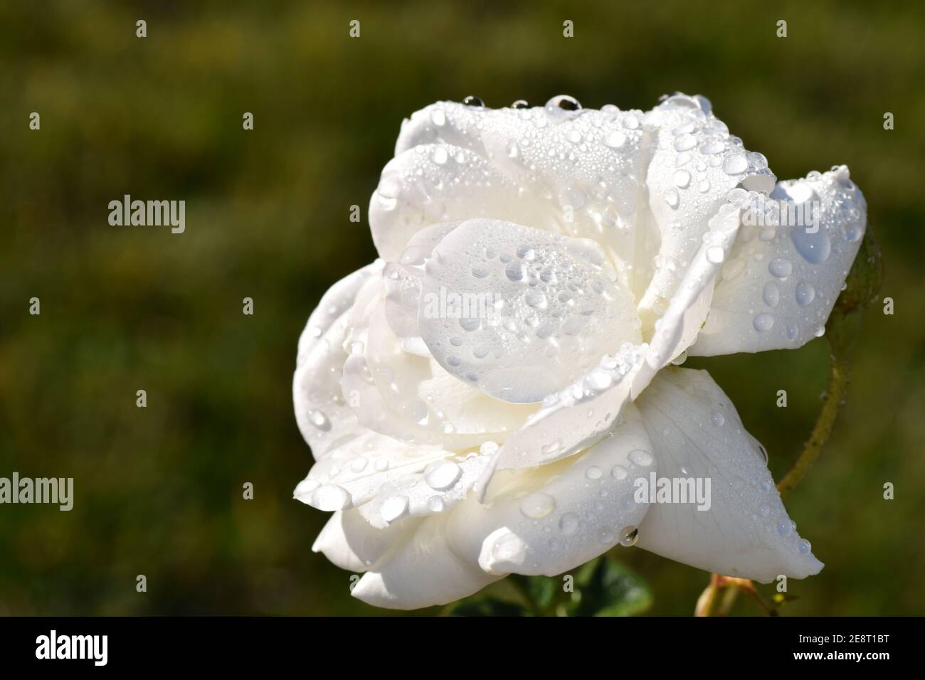 White Rose With Raindrops