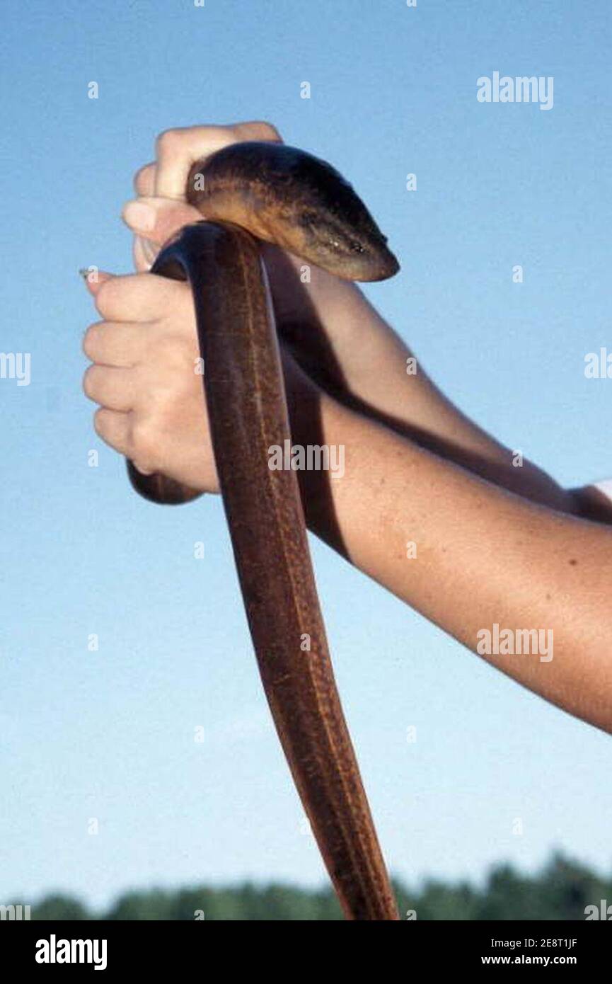 Monopterus albus hi-res stock photography and images - Alamy