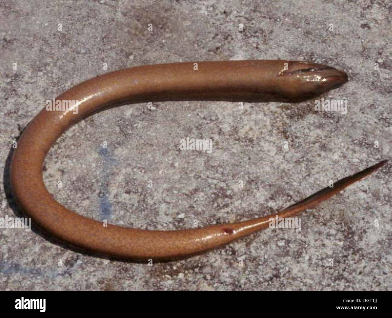 Monopterus albus hi-res stock photography and images - Alamy