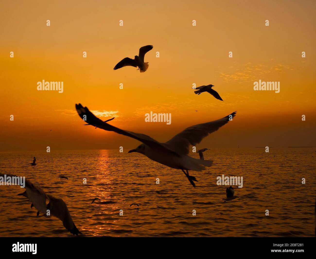 Sunset Sea Bird Silhouette sunset.Silhouette bird flying photography ...