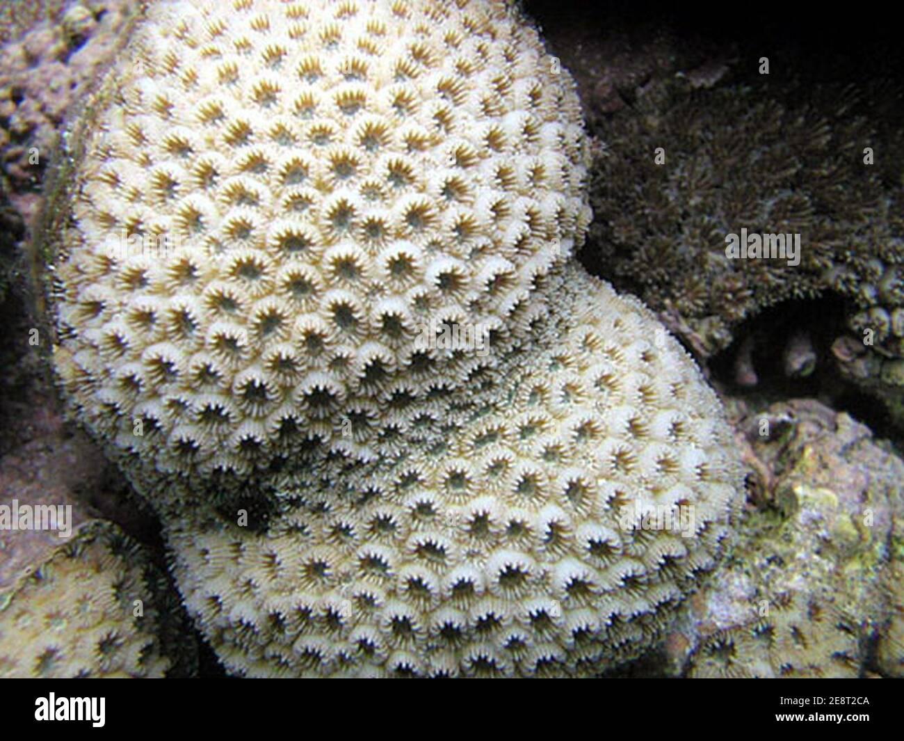 Montastraea curta 2 Stock Photo - Alamy