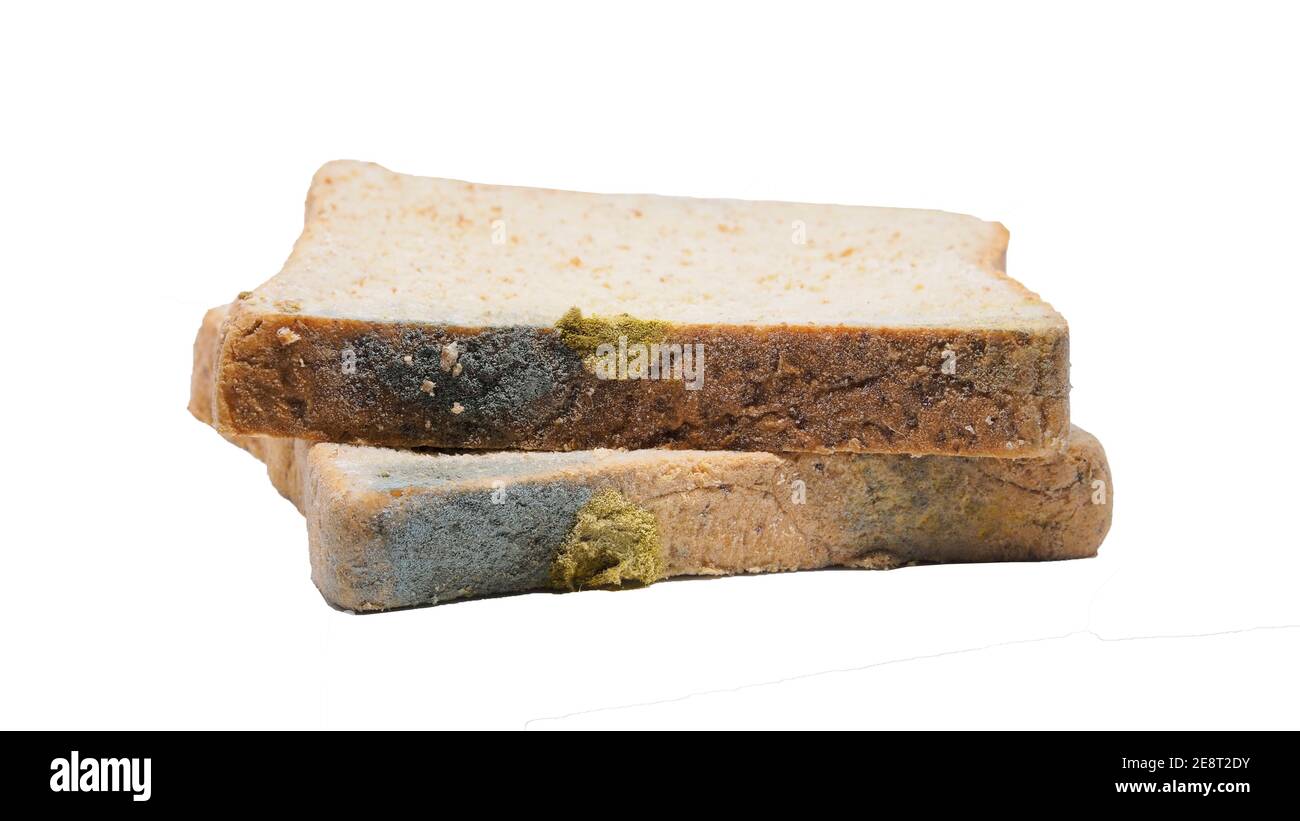 Black bread mold micro hi-res stock photography and images - Alamy