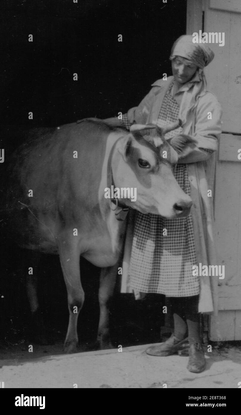 Montgomerie, Miss Viva Seton with cow Stock Photo - Alamy